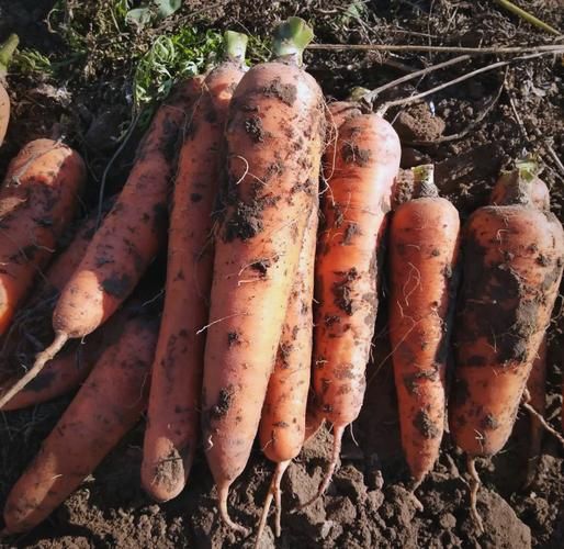 胡萝卜高清图片哪里找_胡萝卜图片怎么拍才清晰-第3张图片-山城妙识