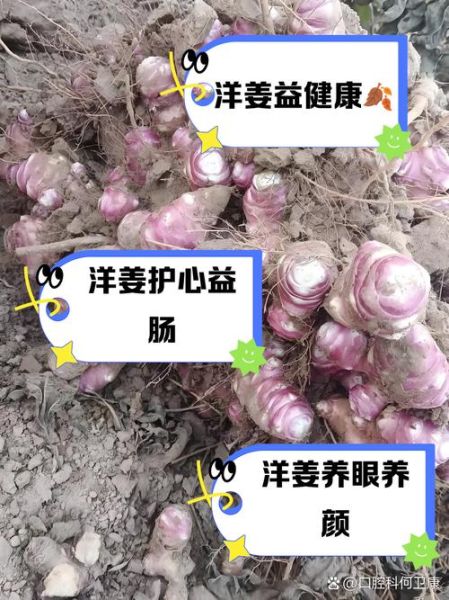 洋姜怎么吃最健康_洋姜的功效与作用有哪些-第3张图片-山城妙识