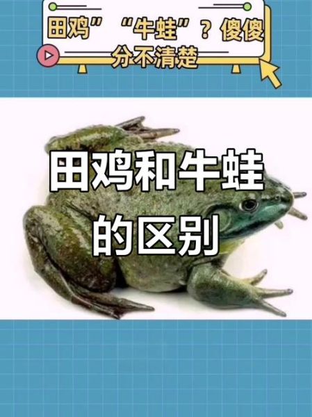 田鸡是国家保护动物吗_田鸡和青蛙的区别-第2张图片-山城妙识