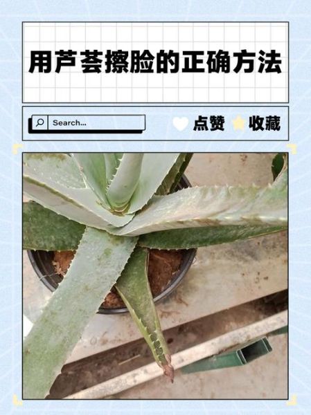 新鲜芦荟擦脸能祛斑吗_芦荟祛斑效果怎么样-第1张图片-山城妙识