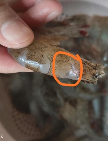 怎么挑虾线又快又好_虾线怎么挑最干净-第3张图片-山城妙识