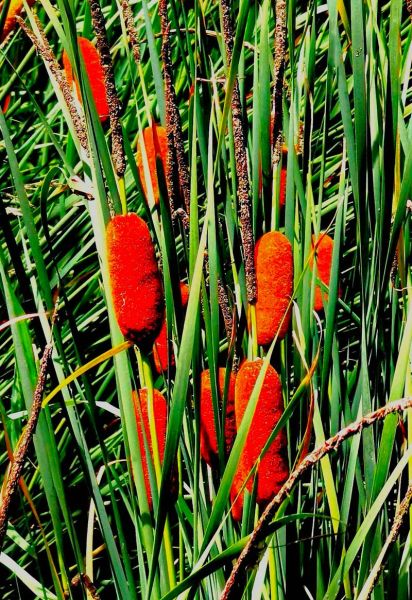蒲菜野生长什么样_蒲菜和香蒲区别-第3张图片-山城妙识 蒲菜野生长什么样_蒲菜和香蒲区别-第3张图片-山城妙识