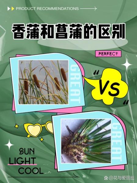 蒲菜野生长什么样_蒲菜和香蒲区别-第2张图片-山城妙识 蒲菜野生长什么样_蒲菜和香蒲区别-第2张图片-山城妙识