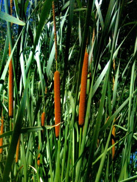 蒲菜野生长什么样_蒲菜和香蒲区别-第1张图片-山城妙识 蒲菜野生长什么样_蒲菜和香蒲区别-第1张图片-山城妙识