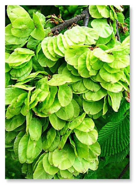 榆钱树叶子长什么样_榆钱树叶图片大全-第1张图片-山城妙识