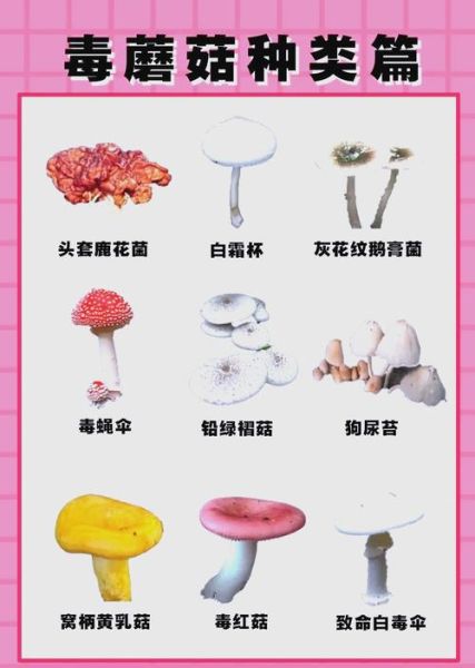 东北蘑菇种类有哪些_如何区分可食用与毒蘑菇-第3张图片-山城妙识