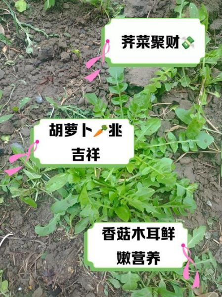 什锦菜的寓意是什么_什锦菜象征什么-第1张图片-山城妙识