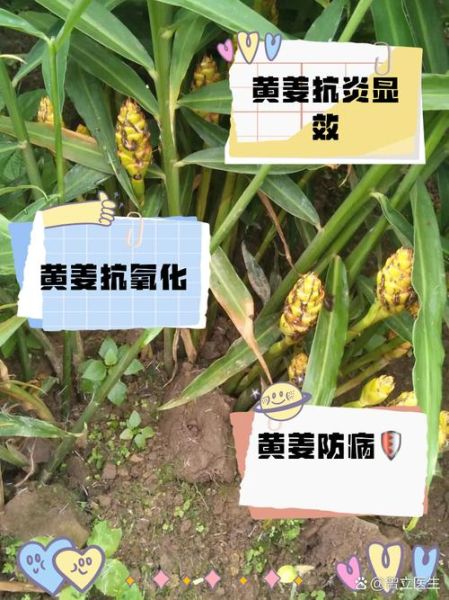 姜黄的功效与作用有哪些_姜黄怎么吃效果最好-第1张图片-山城妙识