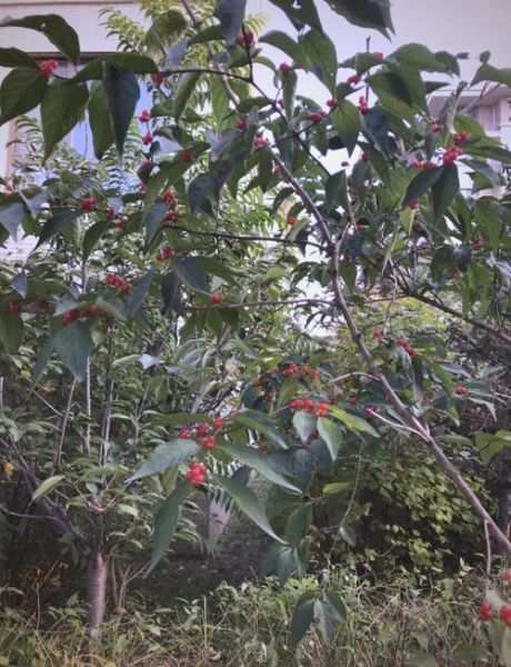 蔓越莓树长什么样_蔓越莓树怎么种植-第3张图片-山城妙识