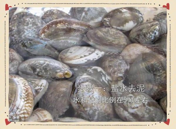花蛤需要焯水吗_焯水后口感会变差吗-第2张图片-山城妙识