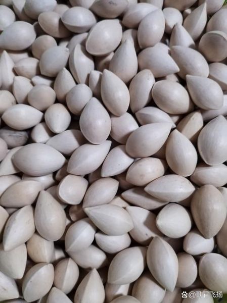 白果是银杏树的果实吗_白果到底能不能吃-第3张图片-山城妙识