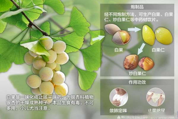 白果是银杏树的果实吗_白果到底能不能吃-第2张图片-山城妙识