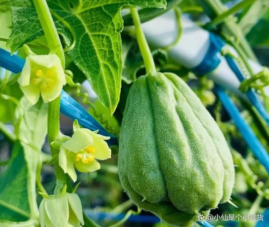 佛手瓜需要焯水吗_佛手瓜焯水多久-第1张图片-山城妙识