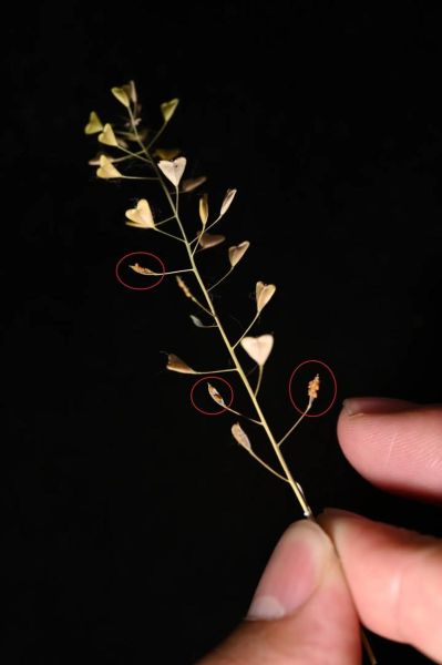 荠菜种子怎么保存_荠菜种子图片识别技巧-第1张图片-山城妙识