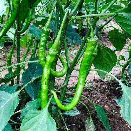线椒和杭椒有什么区别_哪个更辣-第3张图片-山城妙识