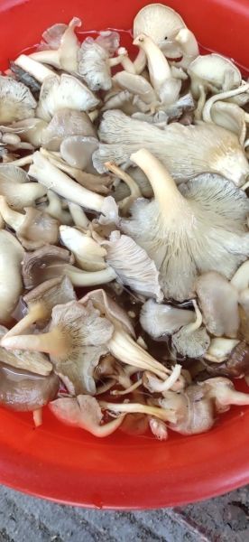 袖珍菇不能和什么一起吃_袖珍菇相克食物有哪些-第3张图片-山城妙识