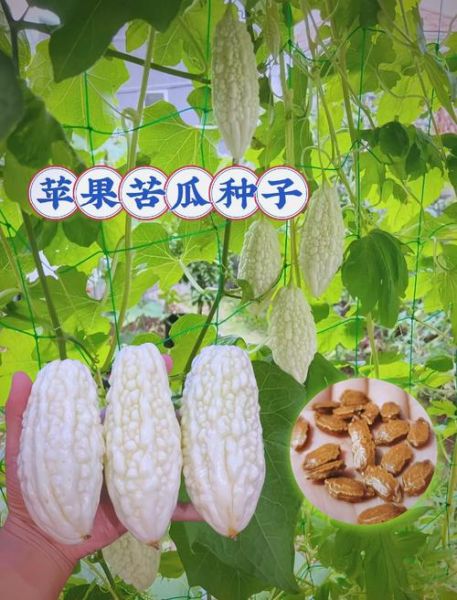 白苦瓜的功效与作用_白苦瓜怎么吃最降火-第3张图片-山城妙识