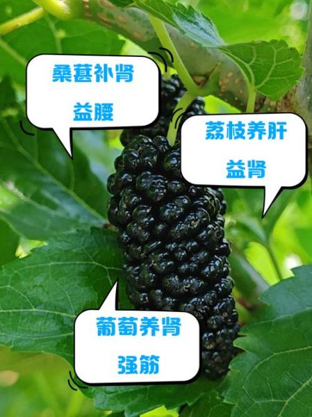 壮阳食物有哪些_壮阳水果排行榜-第1张图片-山城妙识