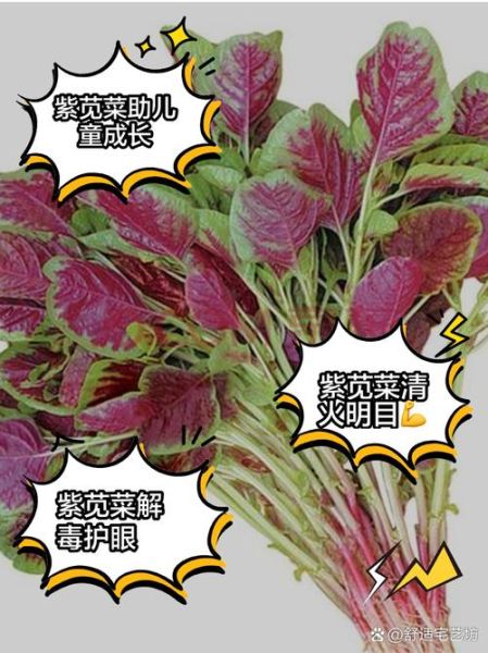 紫苋菜怎么做好吃_紫苋菜图片高清细节-第1张图片-山城妙识 紫苋菜怎么做好吃_紫苋菜图片高清细节-第1张图片-山城妙识