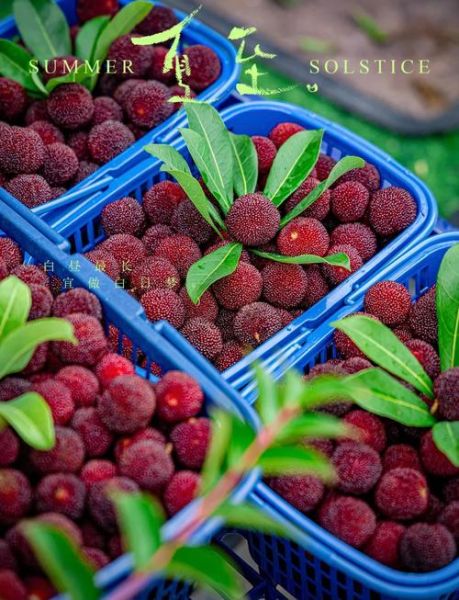 杨梅图片怎么拍_杨梅图片真实吗-第1张图片-山城妙识