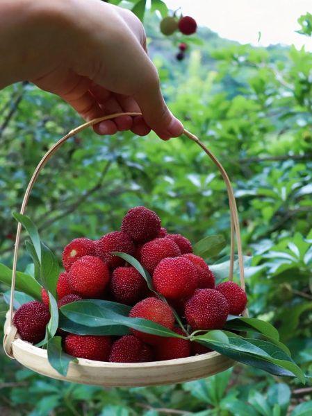 杨梅图片怎么拍_杨梅图片真实吗-第3张图片-山城妙识