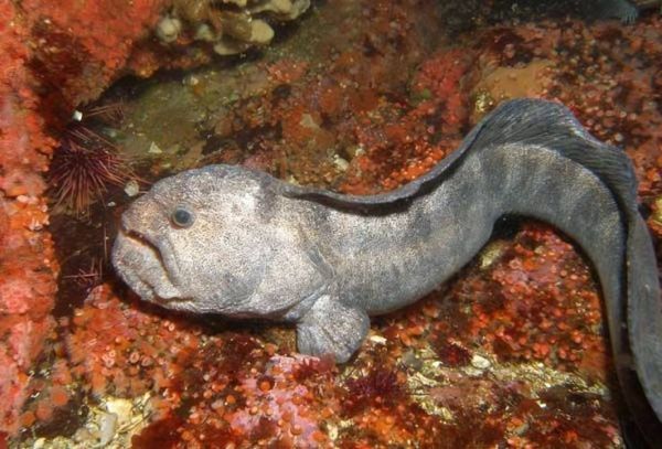 狼鳗有毒吗_狼鳗能活多久-第2张图片-山城妙识 狼鳗有毒吗_狼鳗能活多久-第2张图片-山城妙识