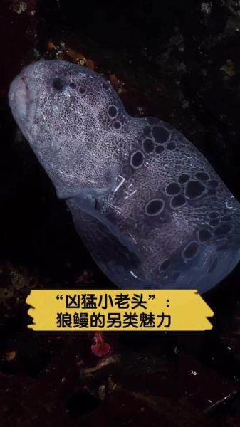 狼鳗有毒吗_狼鳗能活多久-第3张图片-山城妙识 狼鳗有毒吗_狼鳗能活多久-第3张图片-山城妙识