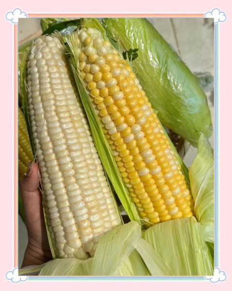 玉米煮多久才软糯_怎么煮玉米才香甜-第3张图片-山城妙识