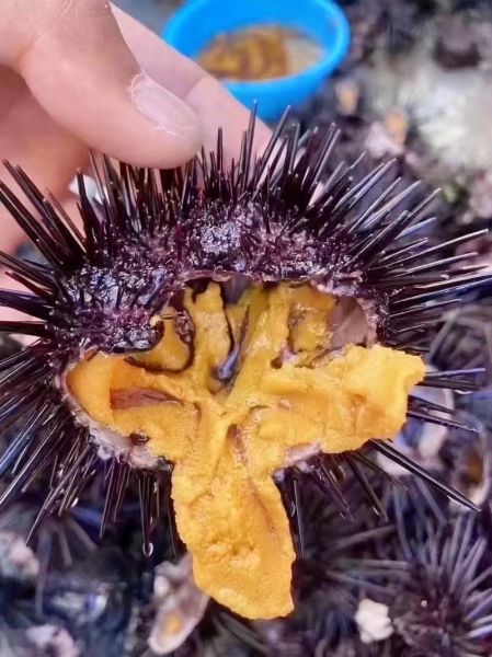 海胆多少钱一只_新鲜海胆价格表-第3张图片-山城妙识