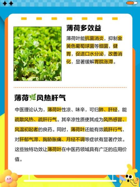 薄荷对妇科病有好处吗_薄荷治疗妇科炎症真的有效吗-第1张图片-山城妙识