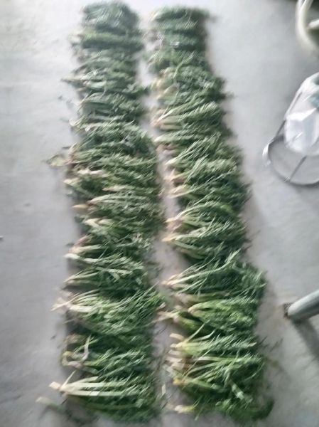 沙芥菜长什么样_沙芥菜图片大全哪里找-第1张图片-山城妙识