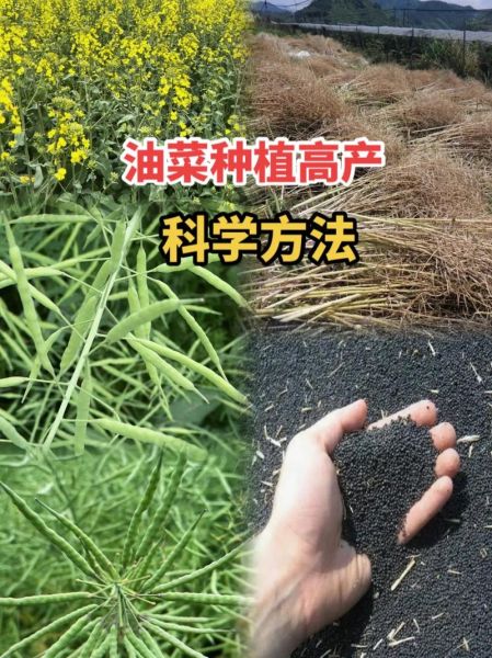 油菜籽什么时候种_油菜籽怎么种-第3张图片-山城妙识