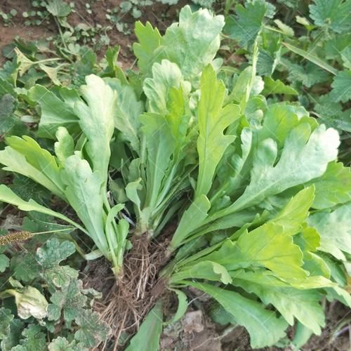 大叶茼蒿什么人不能吃_孕妇能吃吗-第3张图片-山城妙识