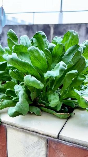 大叶茼蒿什么人不能吃_孕妇能吃吗-第1张图片-山城妙识