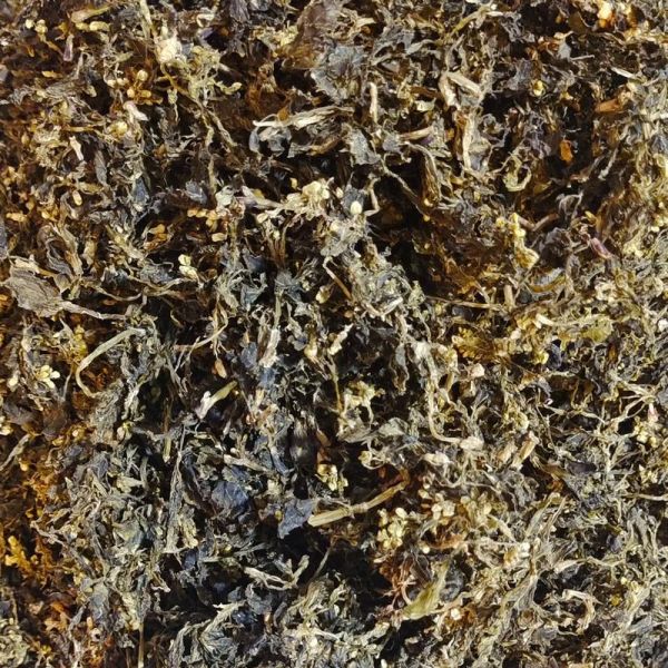 树花菜怎么做好吃_树花菜的做法大全-第2张图片-山城妙识