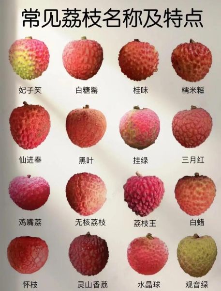 荔枝品种有哪些_常见荔枝品种区别-第1张图片-山城妙识