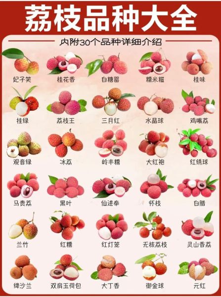荔枝品种有哪些_常见荔枝品种区别-第3张图片-山城妙识