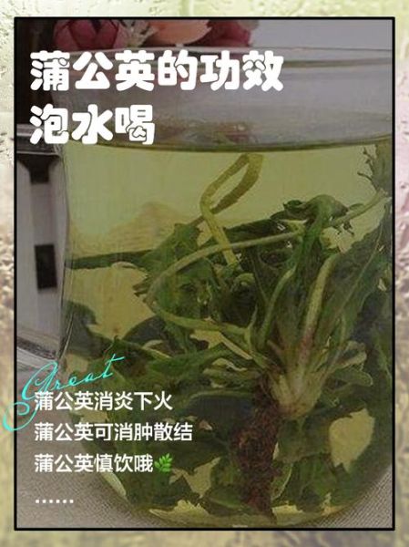 药用蒲公英的功效与作用_药用蒲公英怎么泡水喝-第1张图片-山城妙识