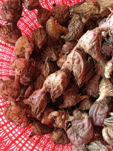 野生山慈菇图片_如何辨别真假山慈菇-第1张图片-山城妙识