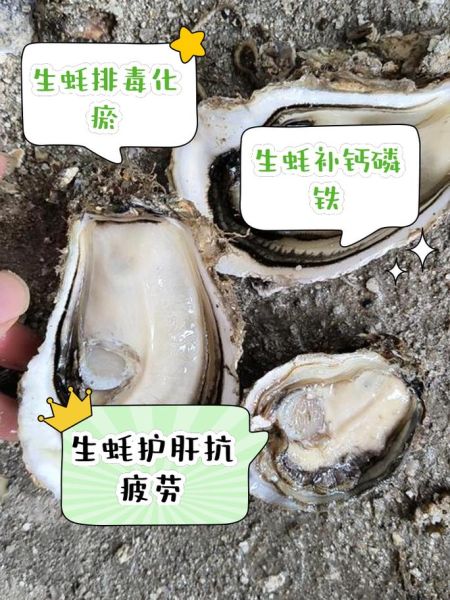 生蚝壮阳是真的吗_男人吃生蚝能提高性功能吗-第2张图片-山城妙识