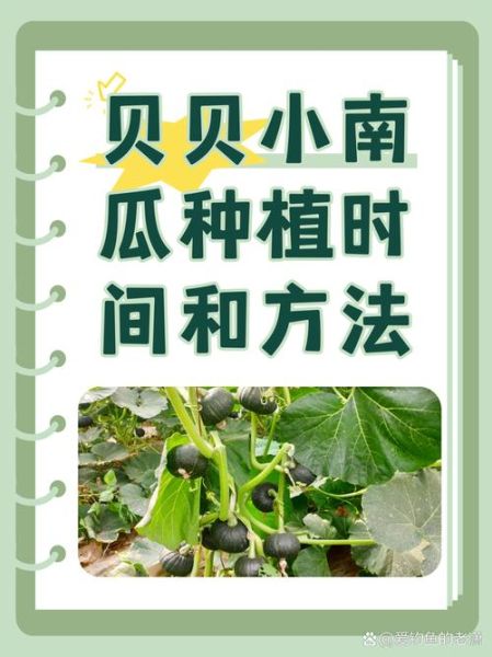 小南瓜怎么种_小南瓜种植时间-第1张图片-山城妙识