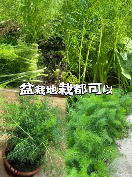 小茴香籽图片长什么样_如何辨别真假小茴香籽-第2张图片-山城妙识