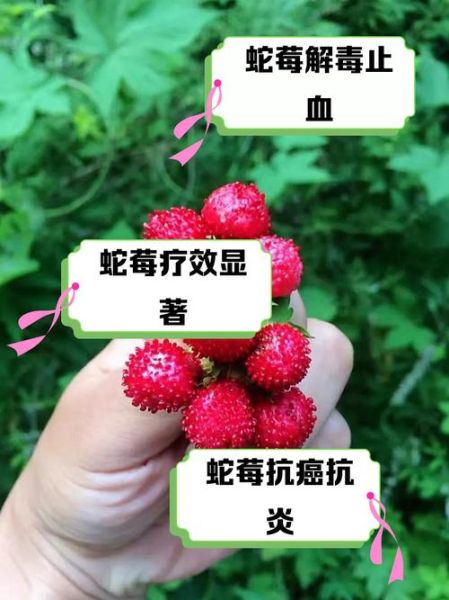 蛇莓的功效与作用_蛇莓可以吃吗-第1张图片-山城妙识