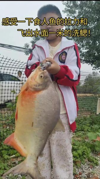 食人鲳鱼怎么养_食人鲳鱼吃什么-第1张图片-山城妙识