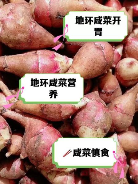 地环咸菜怎么腌制_地环咸菜腌制配方-第3张图片-山城妙识