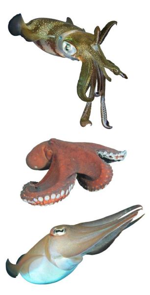 乌贼王是什么_乌贼王厉害吗-第2张图片-山城妙识