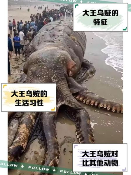 乌贼王是什么_乌贼王厉害吗-第1张图片-山城妙识
