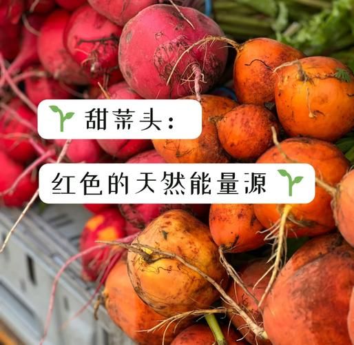 红甜菜头怎么吃_红甜菜头有什么功效-第2张图片-山城妙识