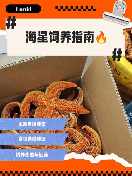 海星怎么养_海星能活多久-第1张图片-山城妙识