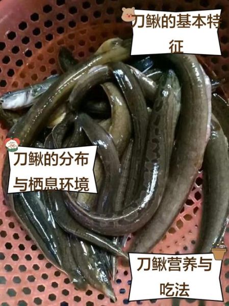 刀鳅鱼养殖技术_刀鳅鱼养殖赚钱吗-第1张图片-山城妙识